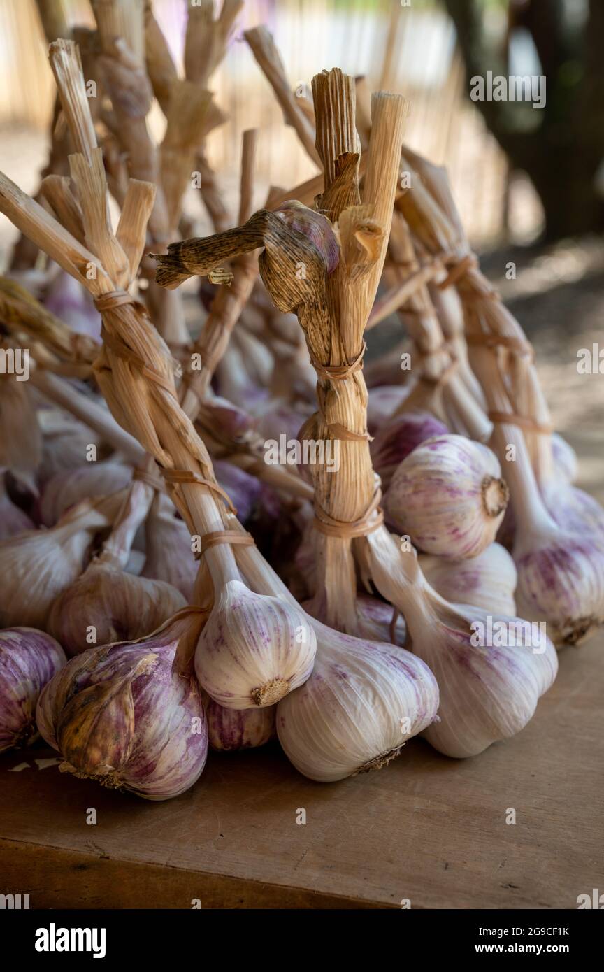 Bunches of fresh young violet organic garlic on market in Provence ...