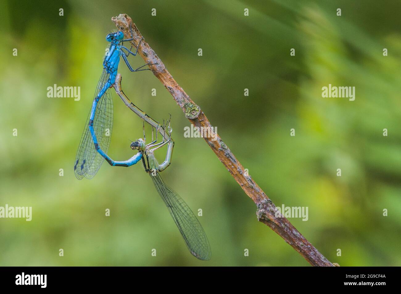 Dragonfly is a romantic insect Stock Photo - Alamy