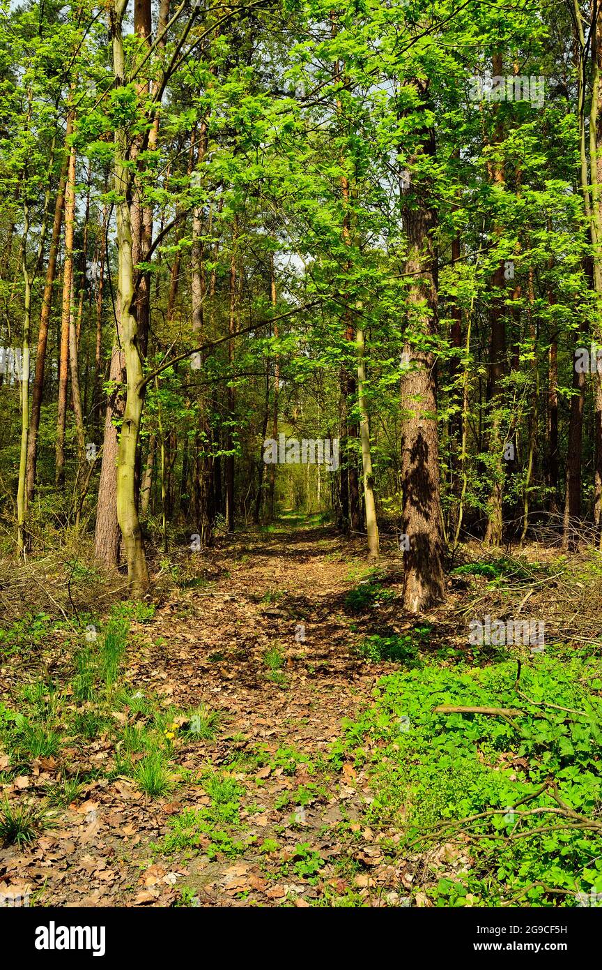 Birch in the forest among other trees. Forest Stock Photo - Alamy