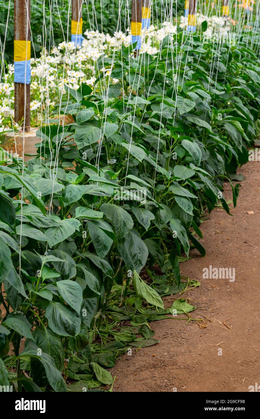 Rows of green bell peppers or paprika plants in small French greenhouse ...