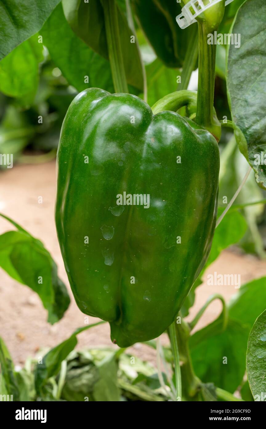 Green bell peppers or paprika plants in small French greenhouse in ...
