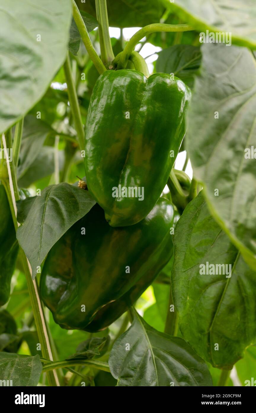 Rows of green bell peppers or paprika plants in small French greenhouse ...