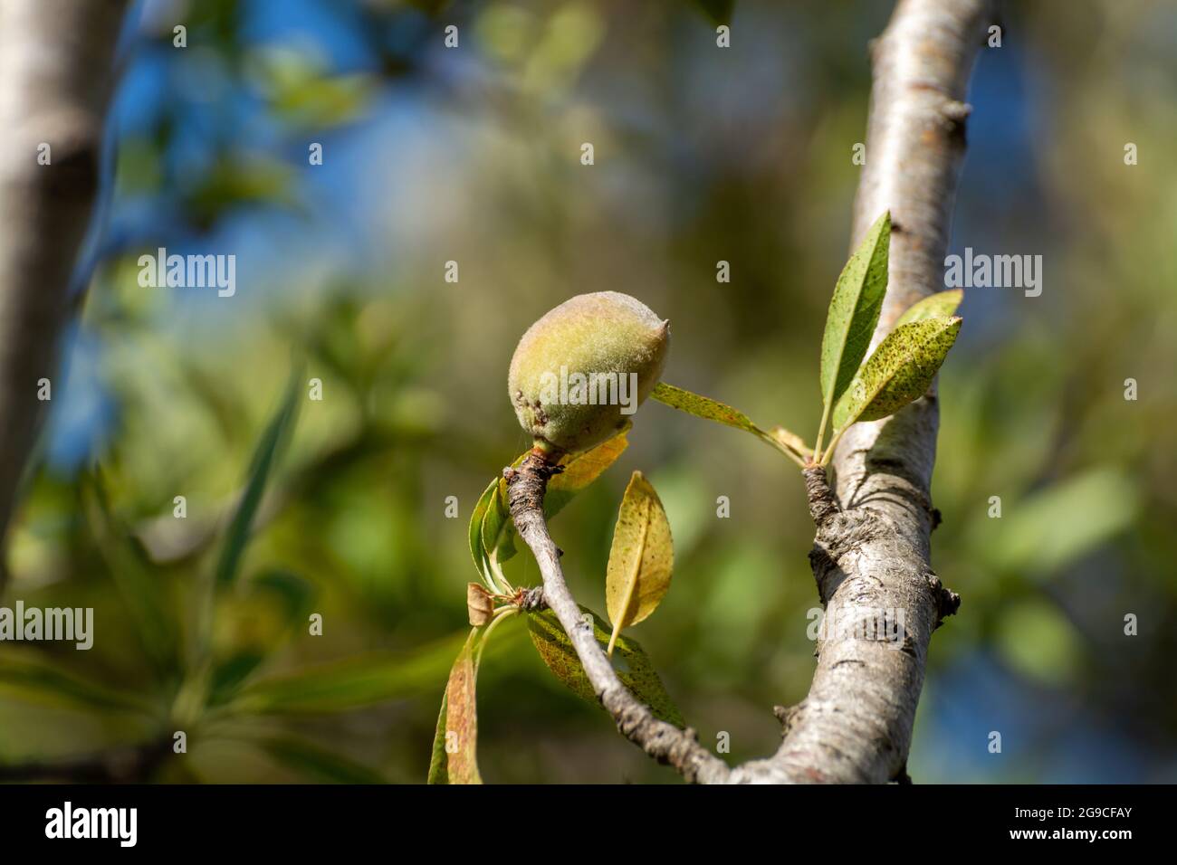 Green almonds nuts ripening on tree in summer, cultivation of almond ...