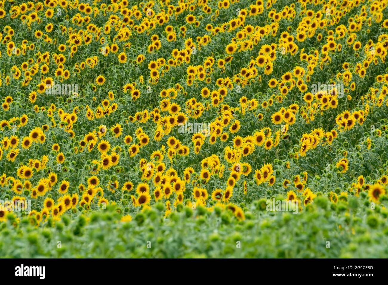 Nature background, blossom of yellow sunflowers plants on fields in ...