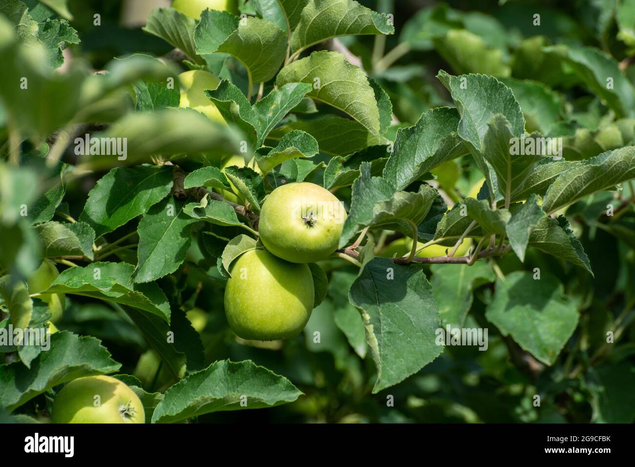 Apple orchards in provence hi-res stock photography and images - Alamy