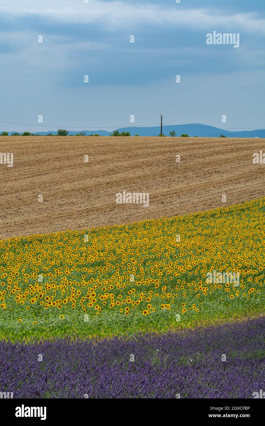 Nature background, blossom of yellow sunflowers and purple lavender ...