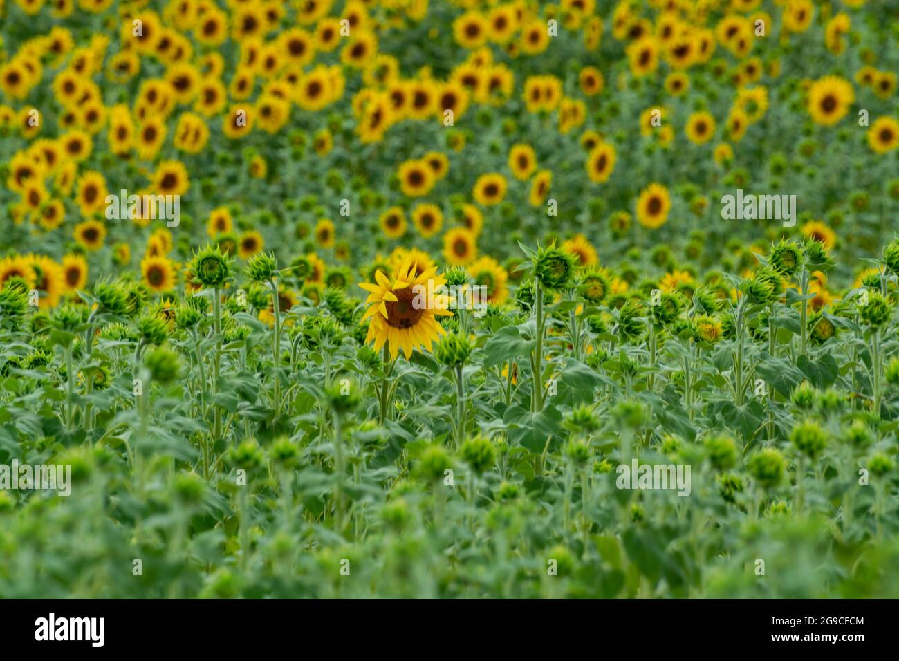 Nature background, blossom of yellow sunflowers plants on fields in ...