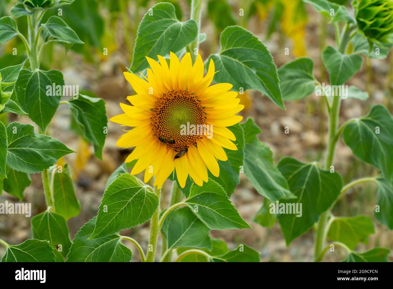 Nature background, blossom of yellow sunflowers plants on fields in ...