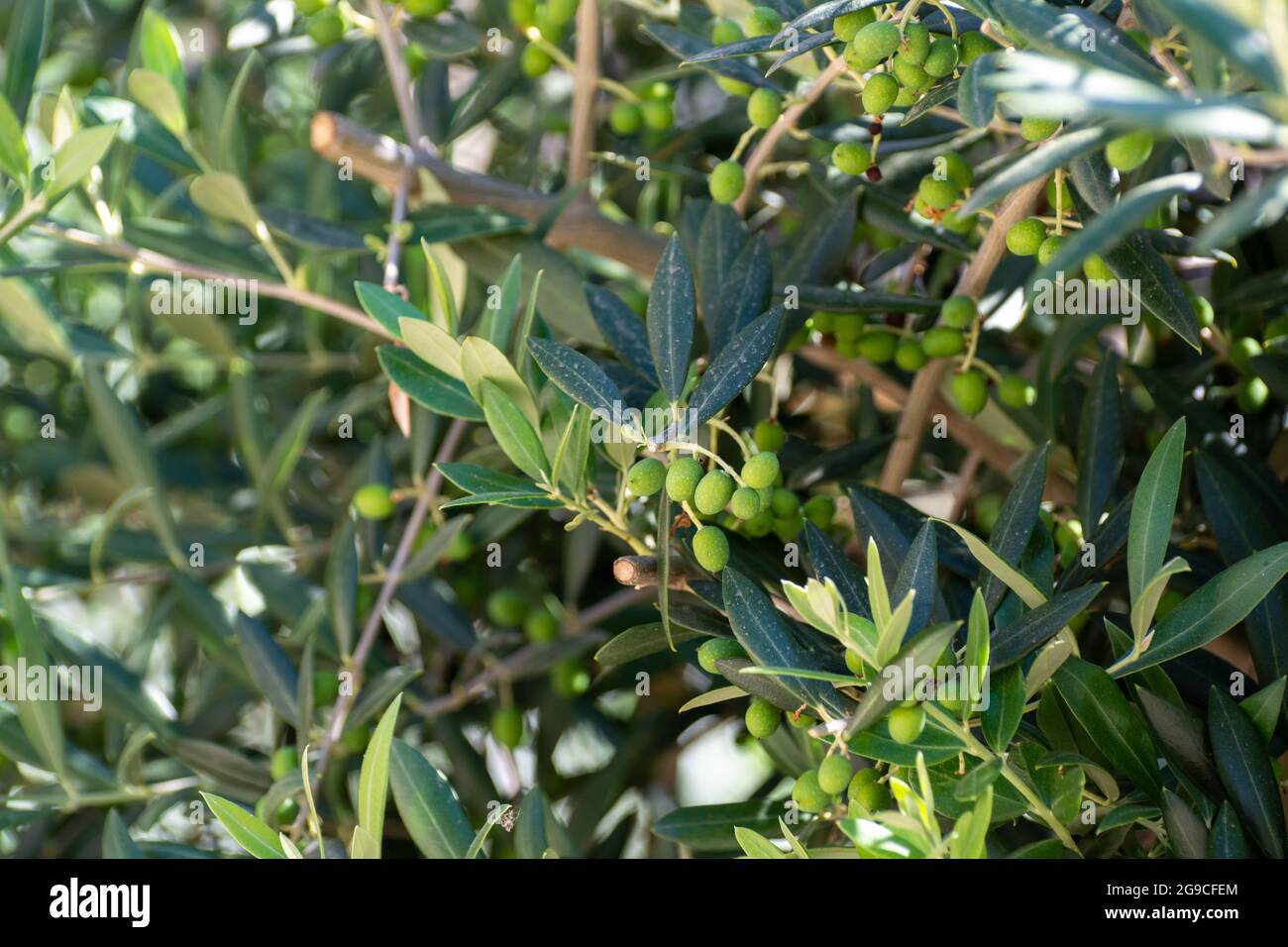 Young green olives hanging on olive tree in summer, nature background ...