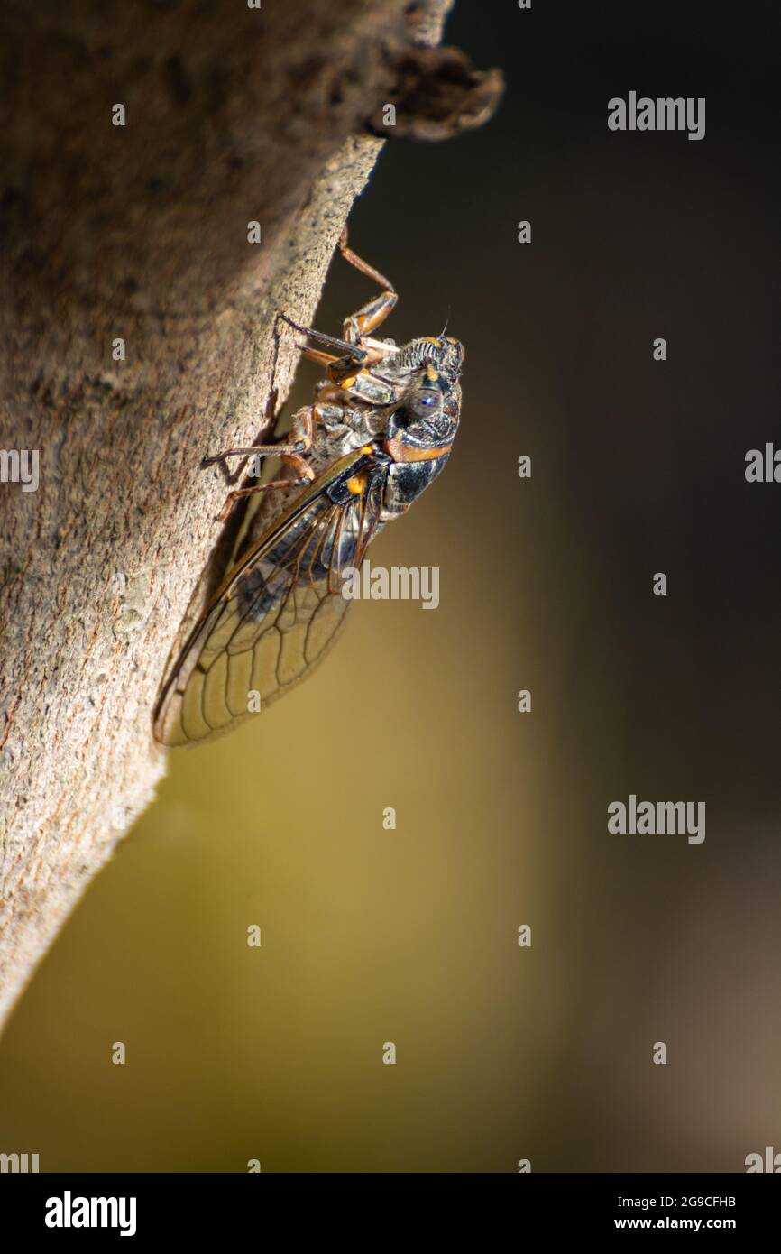 Symbol of Provence, adult cicada orni insect sits on tree close-up ...