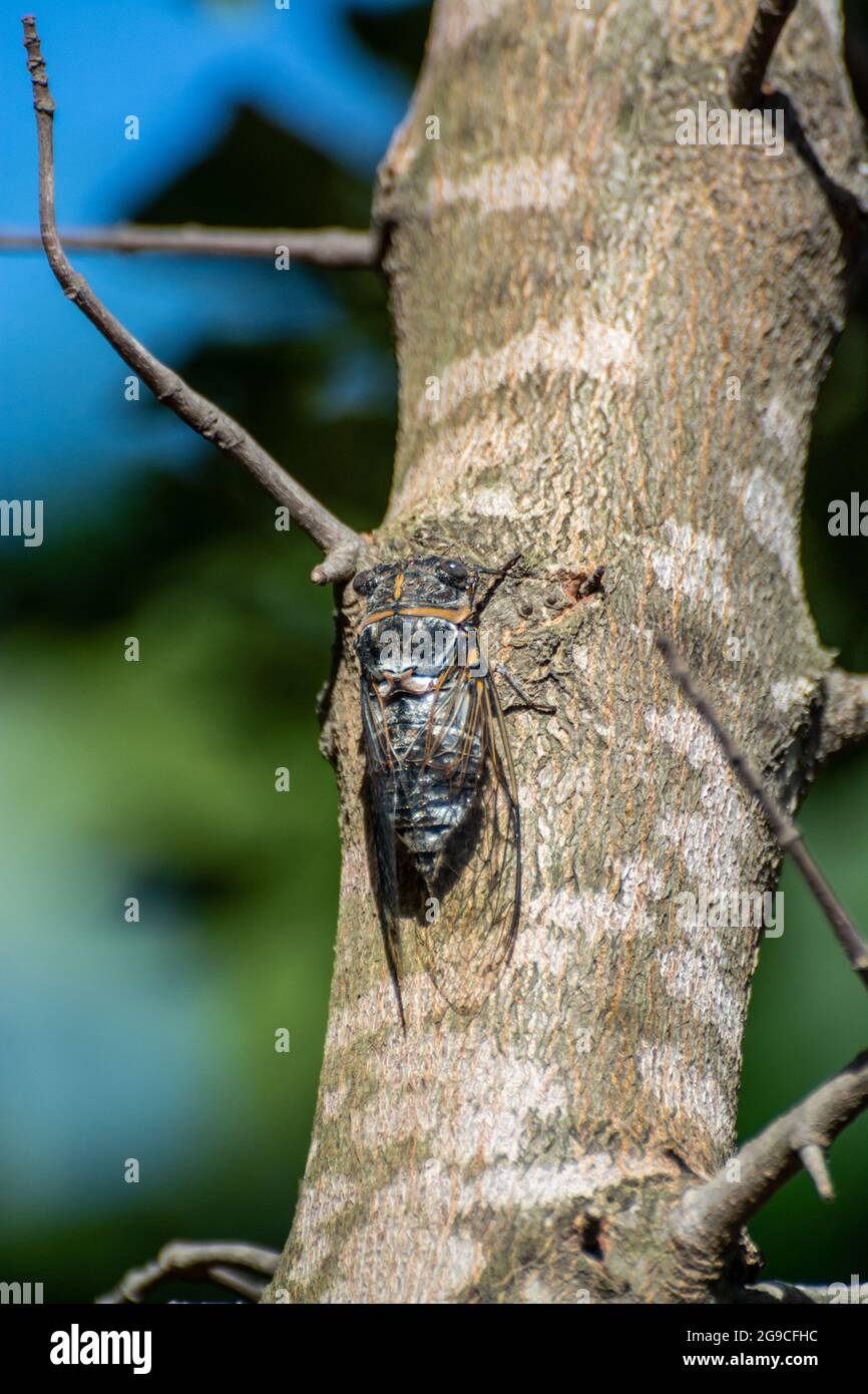 Symbol of Provence, adult cicada orni insect sits on tree close-up ...