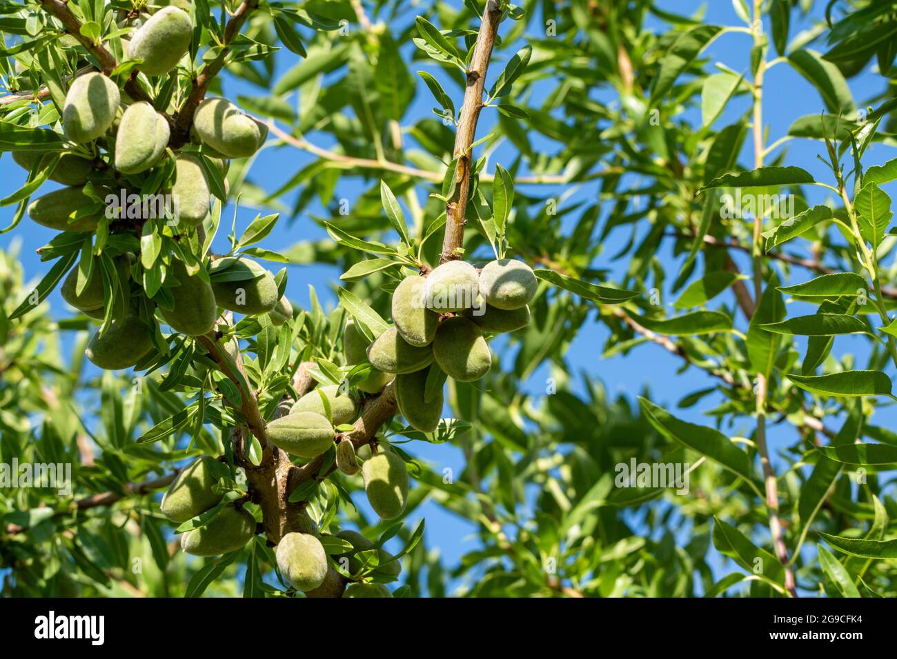 Green almonds nuts ripening on tree in summer, cultivation of almond ...