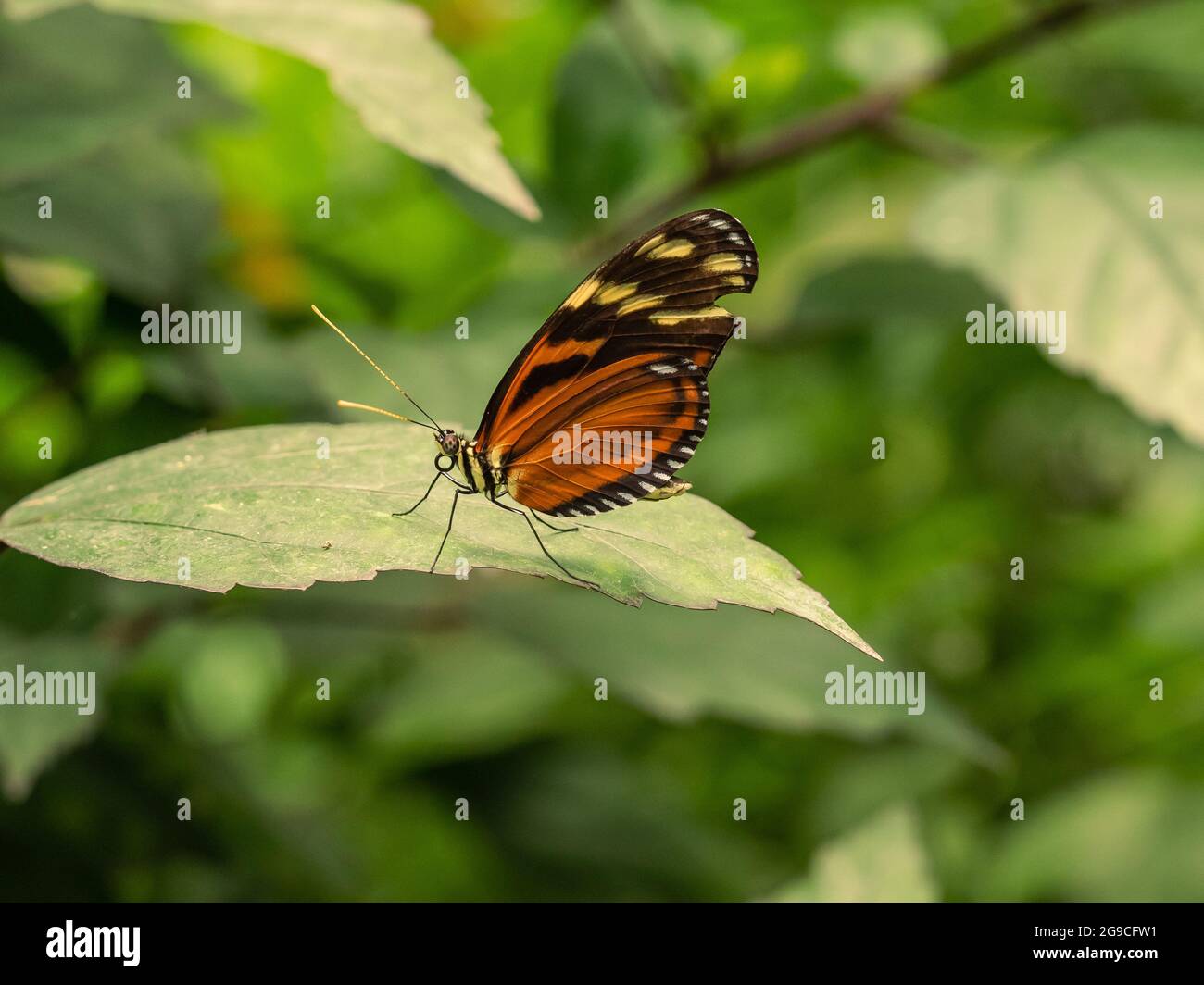 A macro close-up of a butterfly with spread wings, a colorful and ...