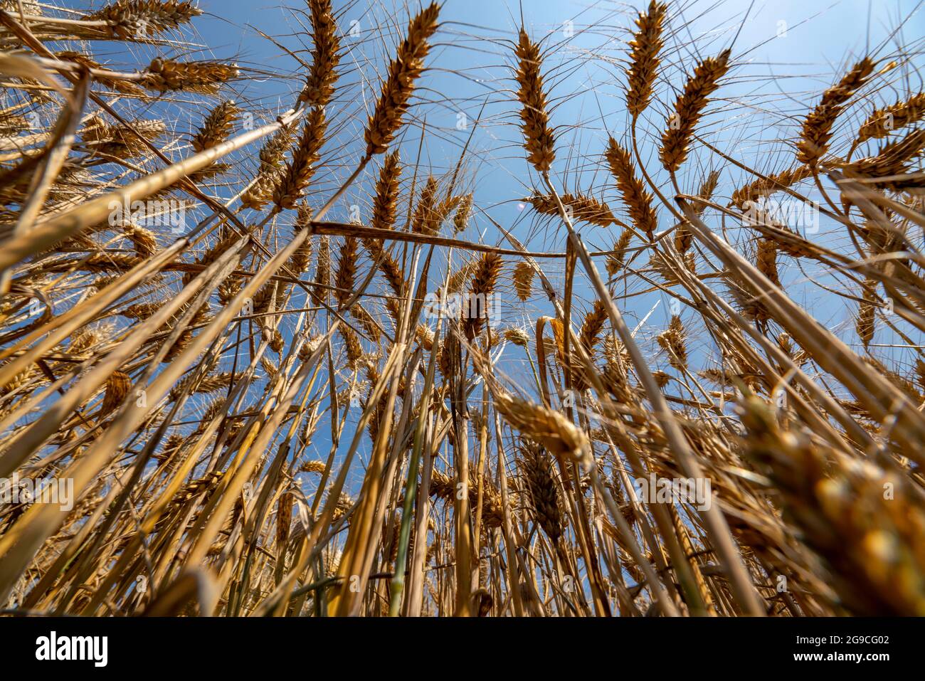 Agriculture, grain harvest, wheat, wheat field, shortly before harvest ...