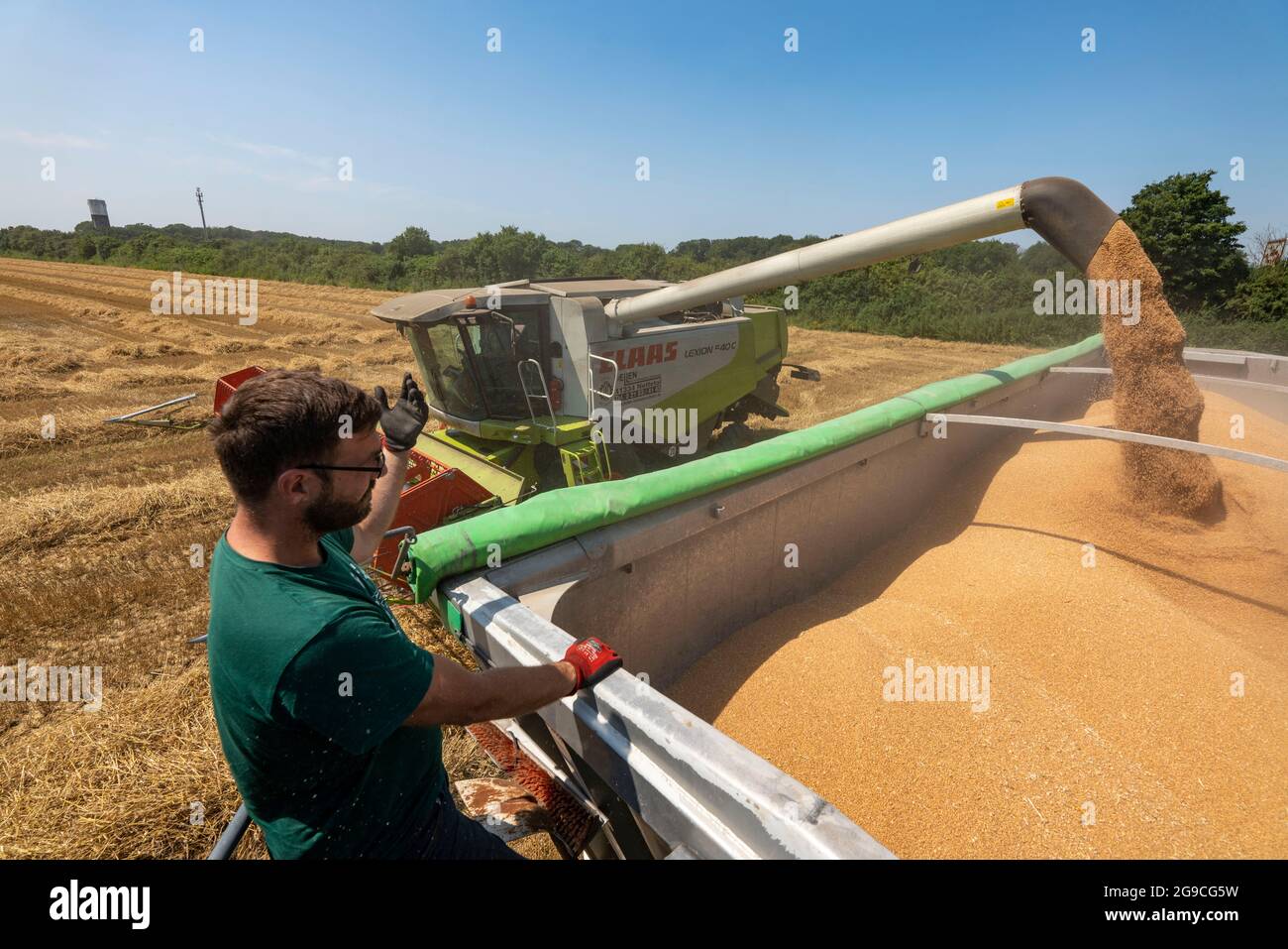 Agriculture, grain harvest, wheat, combine harvester harvesting in a ...