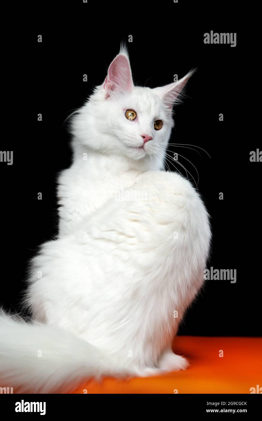White Maine Coon Cat Beautiful