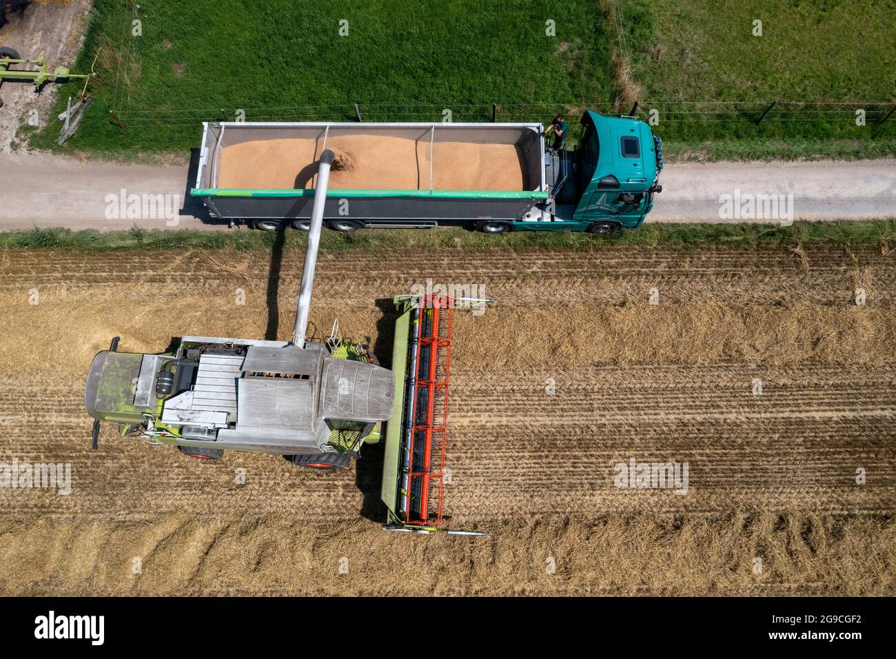 Agriculture, grain harvest, wheat, combine harvester harvesting in a ...
