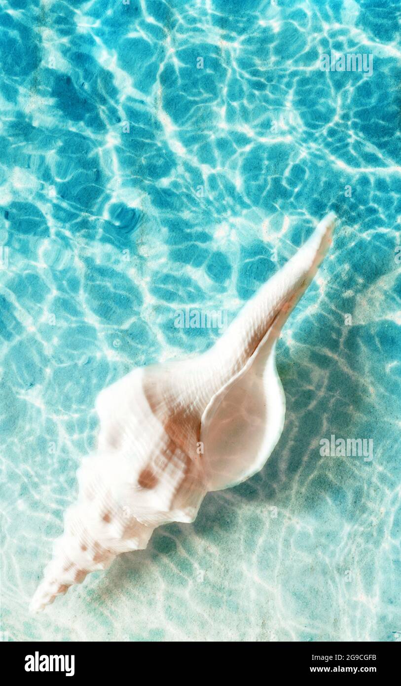 Big seashell on the summer beach in sea water. Summer background ...