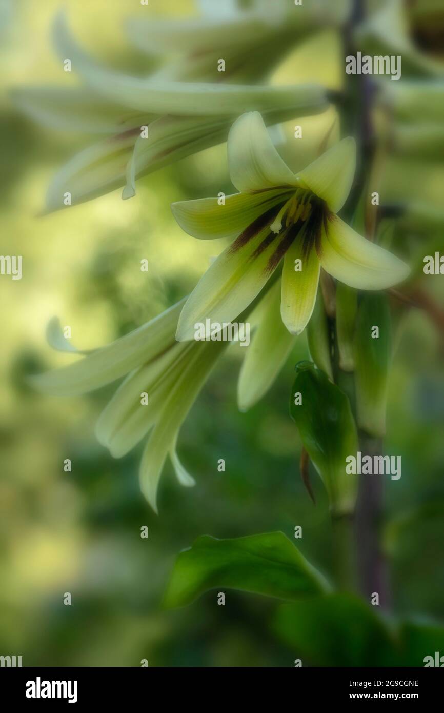 Outstanding Cardiocrinum Giganteum, giant Himalayan lily, natural ...