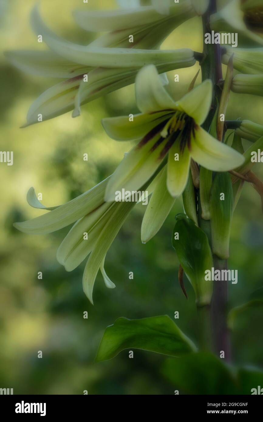 Outstanding Cardiocrinum Giganteum, giant Himalayan lily, natural ...