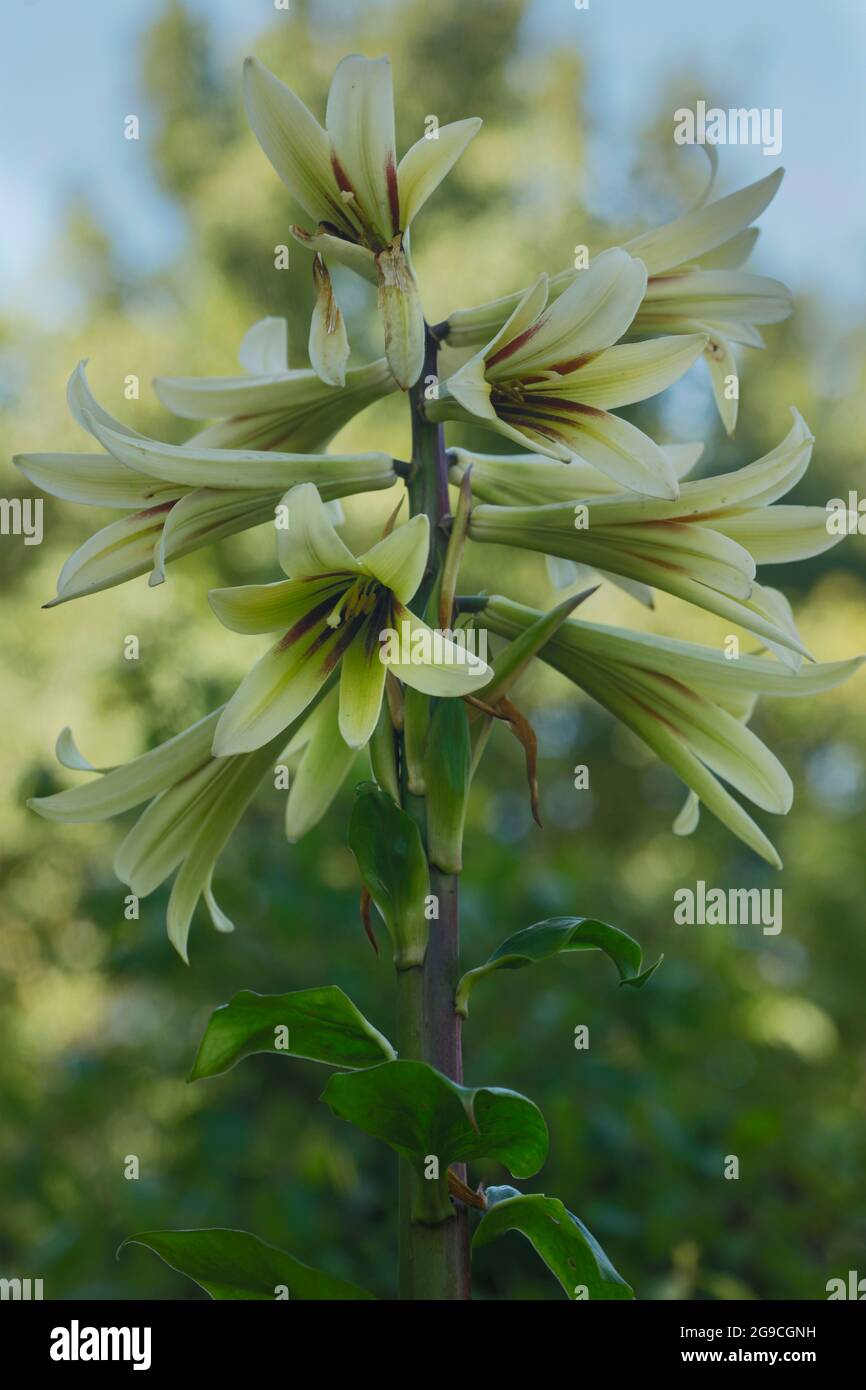 Outstanding Cardiocrinum Giganteum, giant Himalayan lily, natural ...