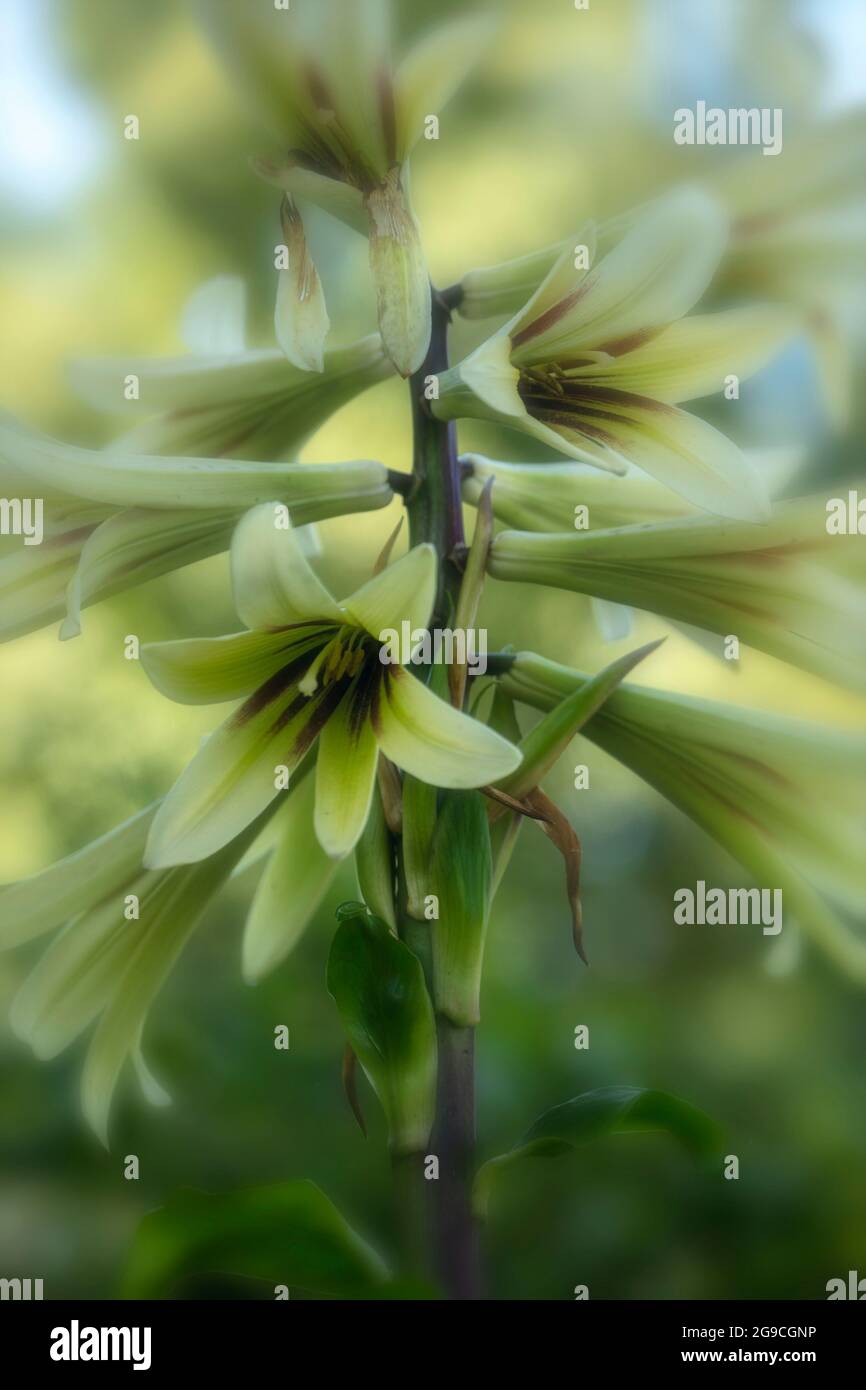 Outstanding Cardiocrinum Giganteum, giant Himalayan lily, natural ...