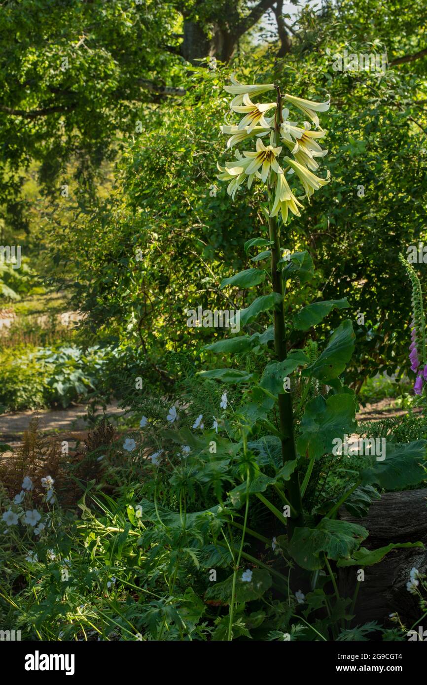 Cardiocrinum Giganteum, giant Himalayan lily, giant lily, Lilium ...