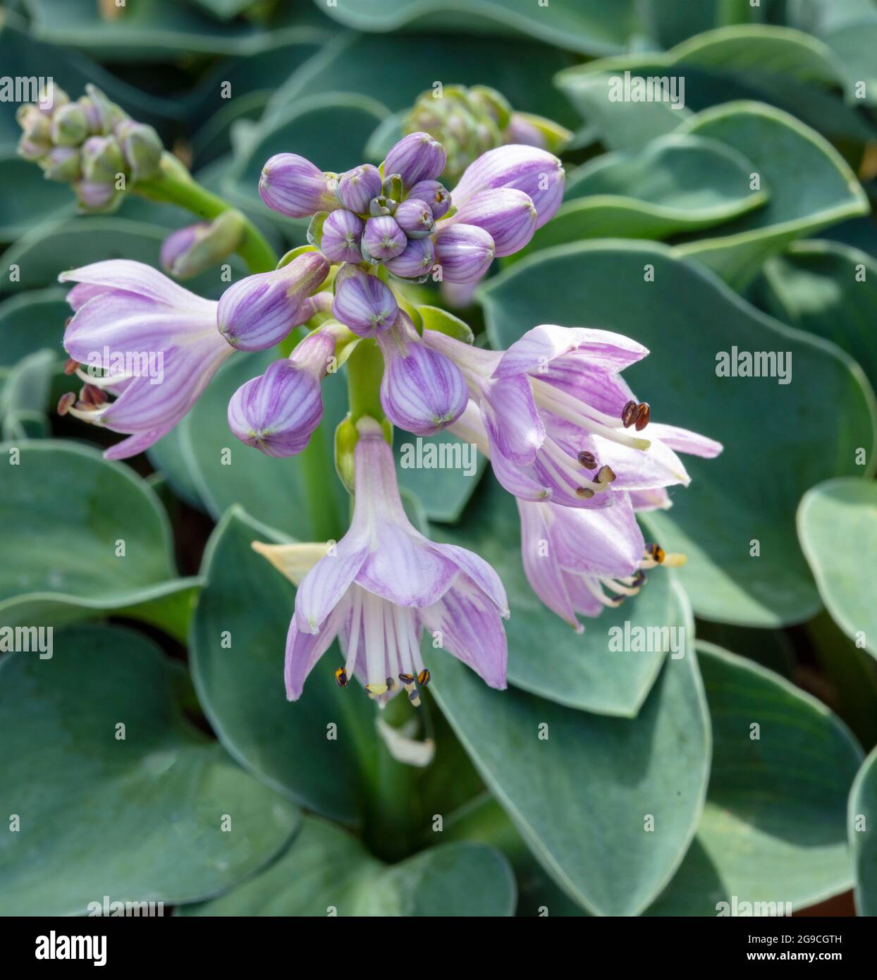 Hosta 'Blue Mouse Ears’, plantain lily 'Blue Mouse Ears’, close-up ...