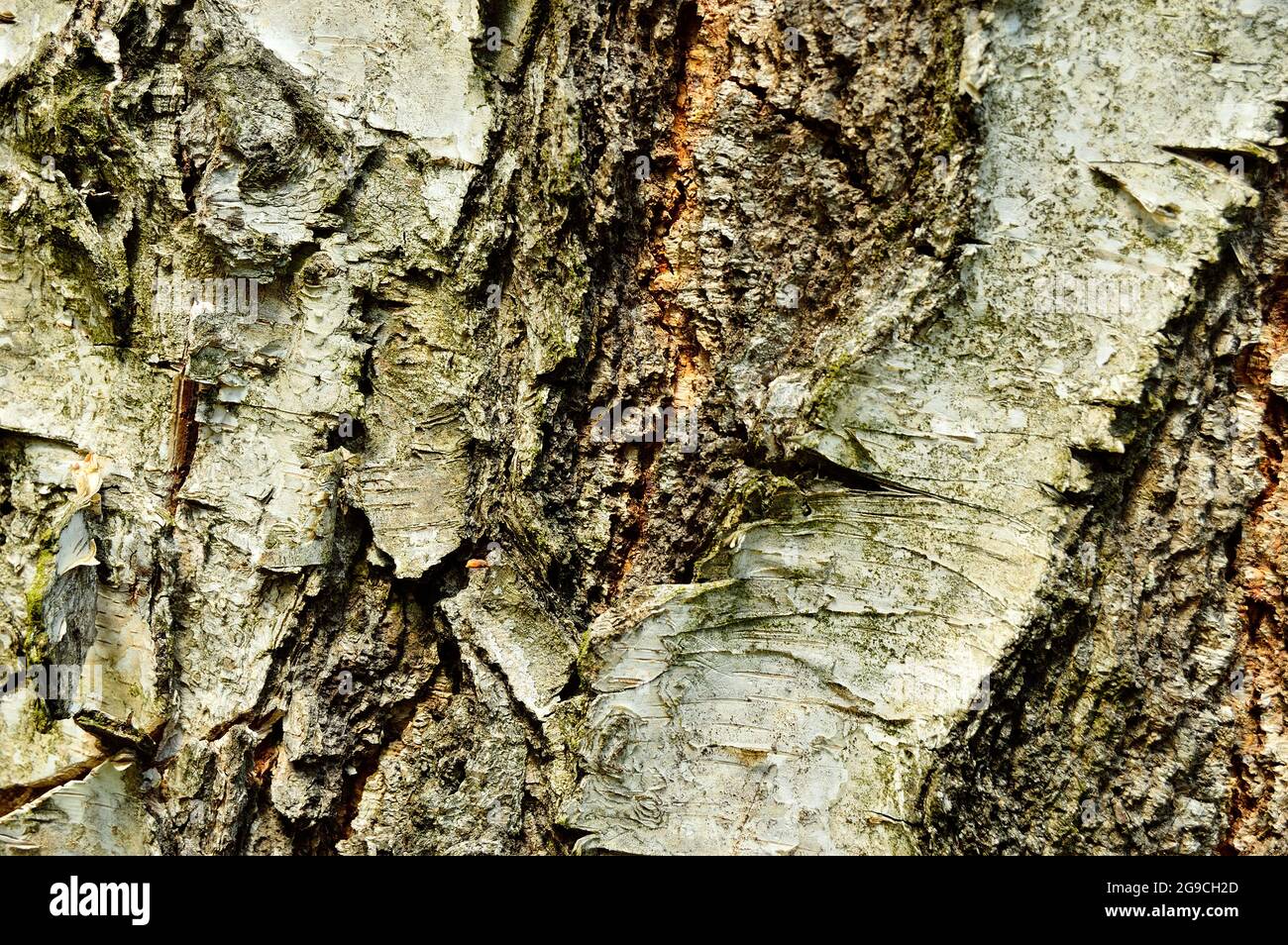 Tree bark close-up. Summer Stock Photo - Alamy