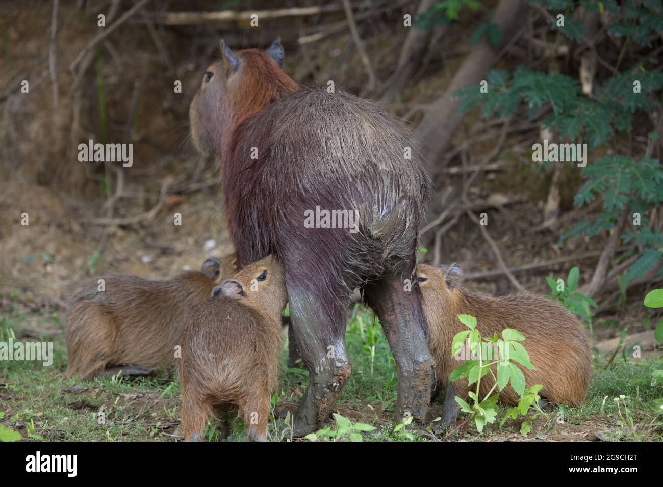 Capybara’s webbed feet hi-res stock photography and images - Alamy