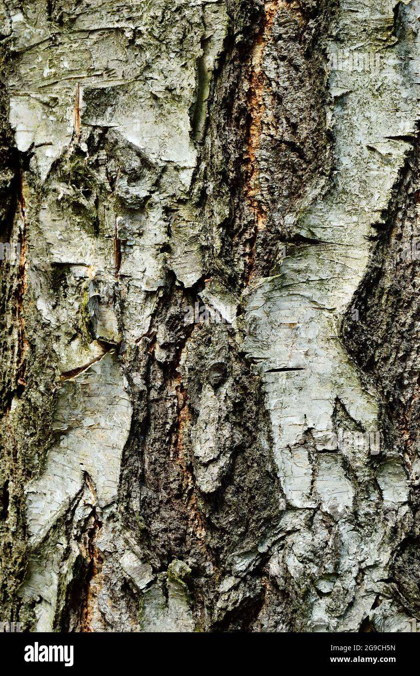 Tree bark close-up. Summer Stock Photo - Alamy