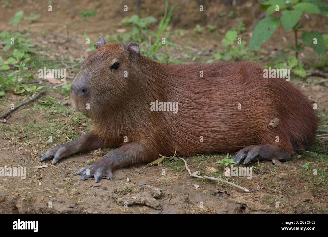 Closeup side on portrait of Capybara (Hydrochoerus hydrochaeris) laying ...