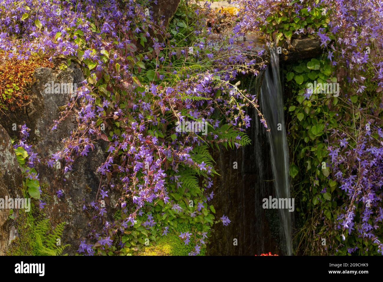 Trailing Bellflower Campanula Poscharskyana High Resolution Stock ...