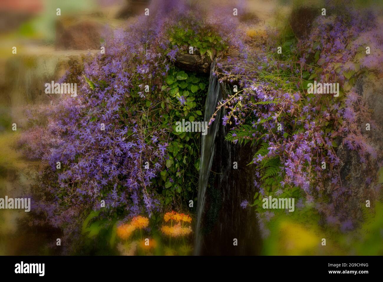 Trailing Bellflower Campanula Poscharskyana High Resolution Stock ...