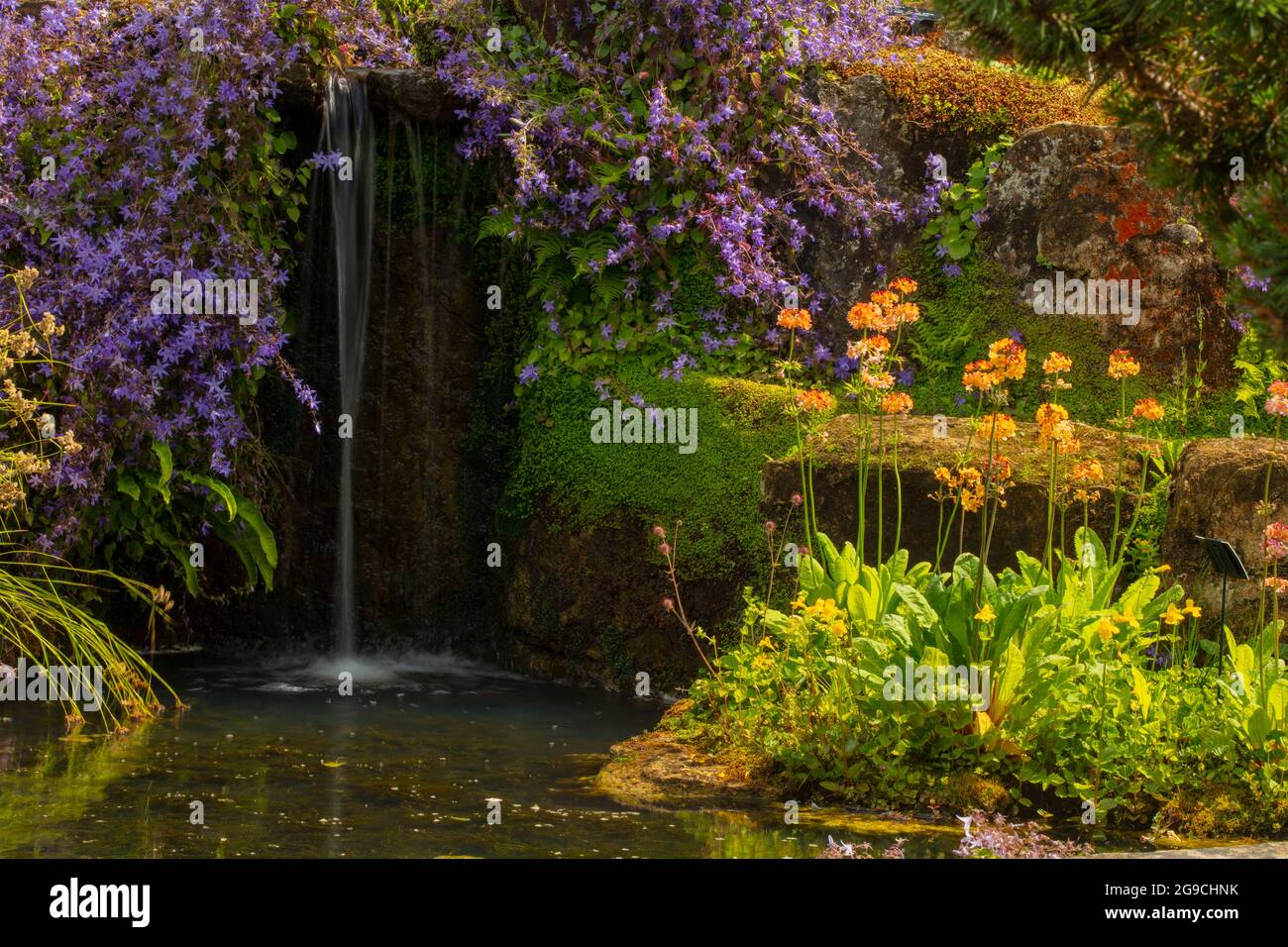 Trailing Bellflower Campanula Poscharskyana High Resolution Stock ...