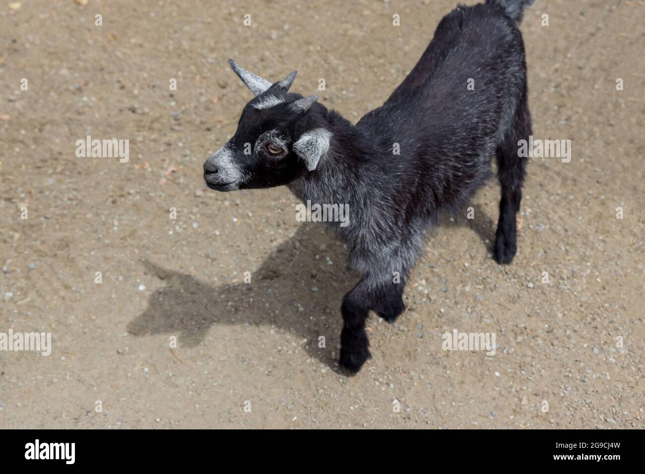 Goat on sand hi-res stock photography and images - Alamy