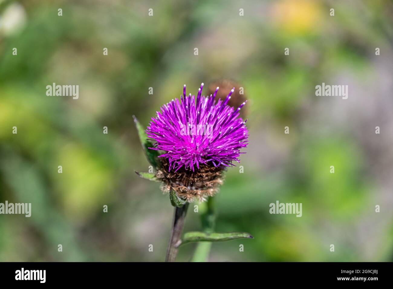 Wild Milk Thistle bloom growing in the sun Stock Photo - Alamy