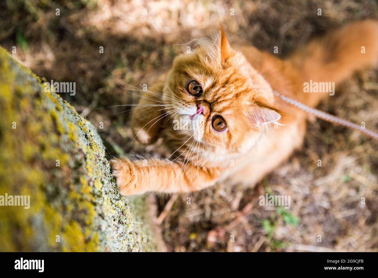 Persian red cat sharpens its claws against the tree Stock Photo - Alamy