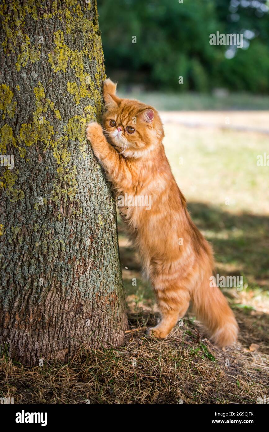 Sharpen claws cat hi-res stock photography and images - Alamy