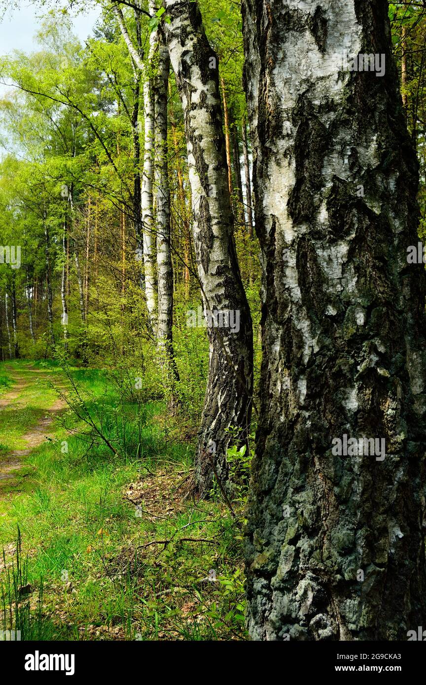 Other trees hi-res stock photography and images - Alamy