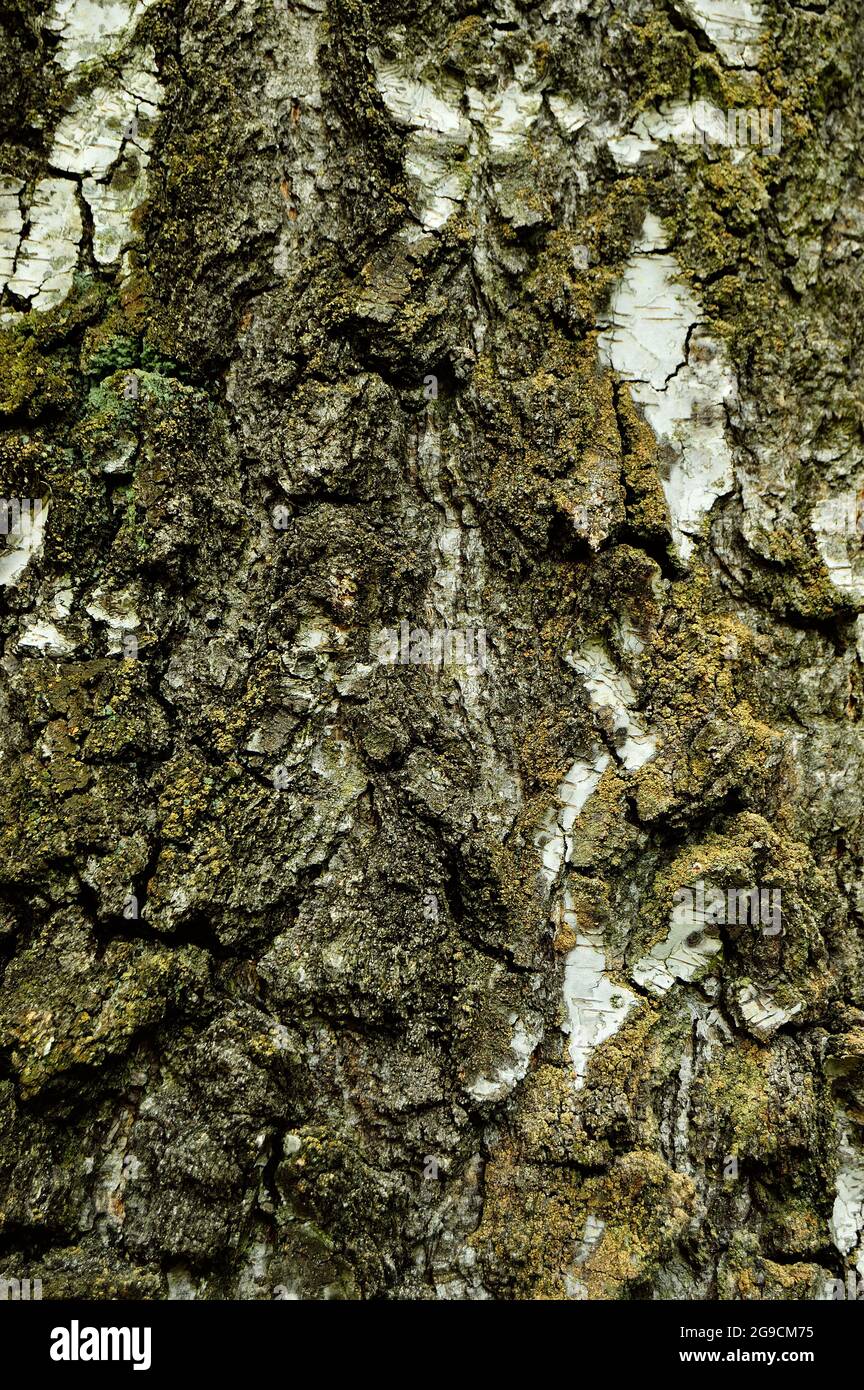 Close up bark stem hi-res stock photography and images - Alamy