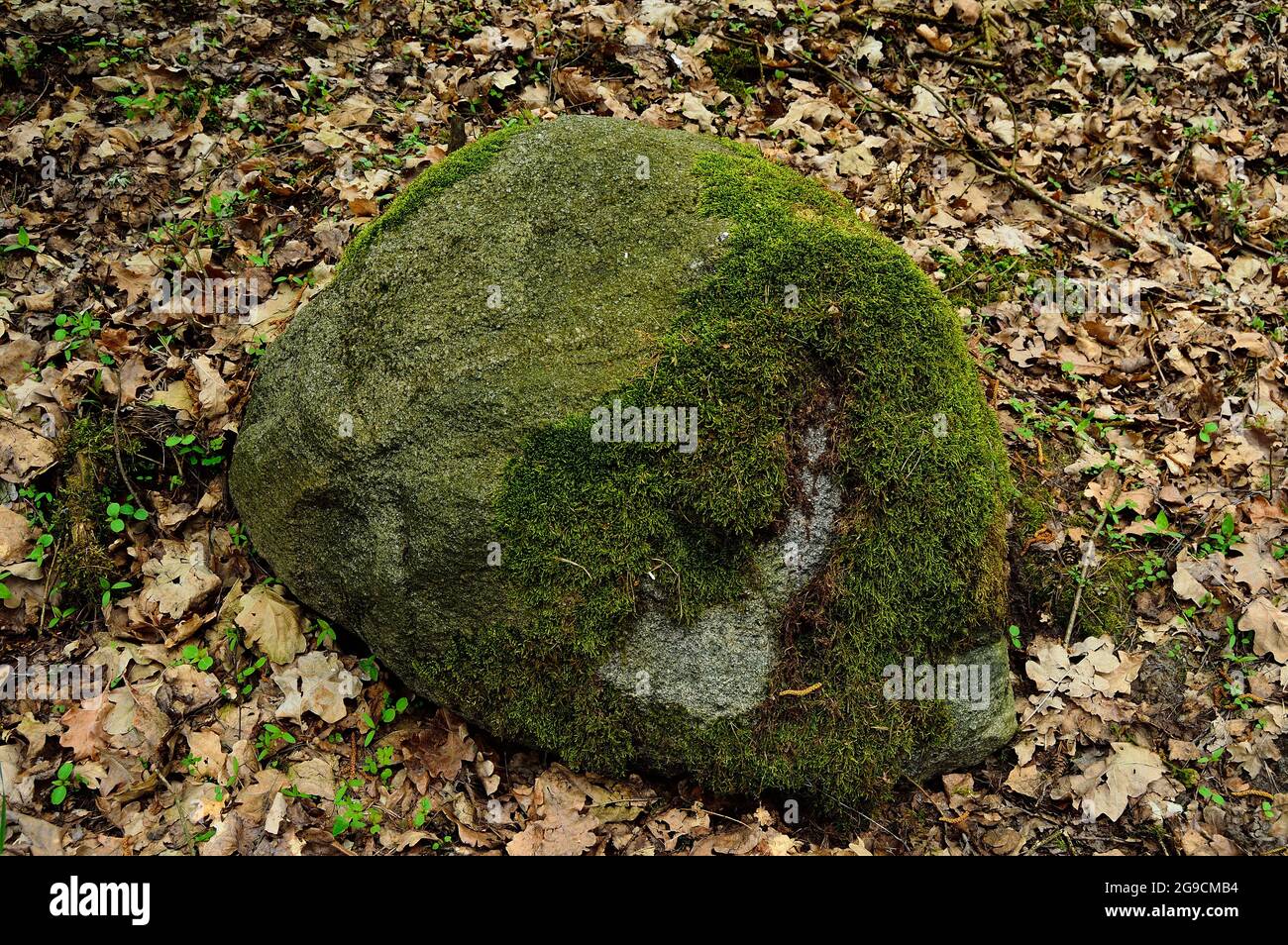 Mossy textures hi-res stock photography and images - Alamy