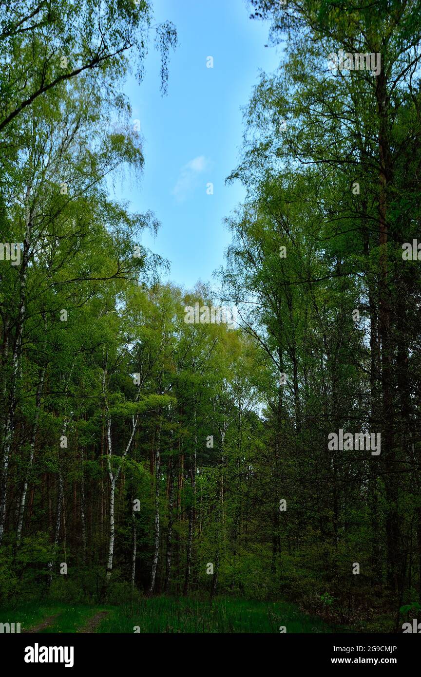 Canopy of trees against the backdrop of clouds and sky. Summer Stock ...