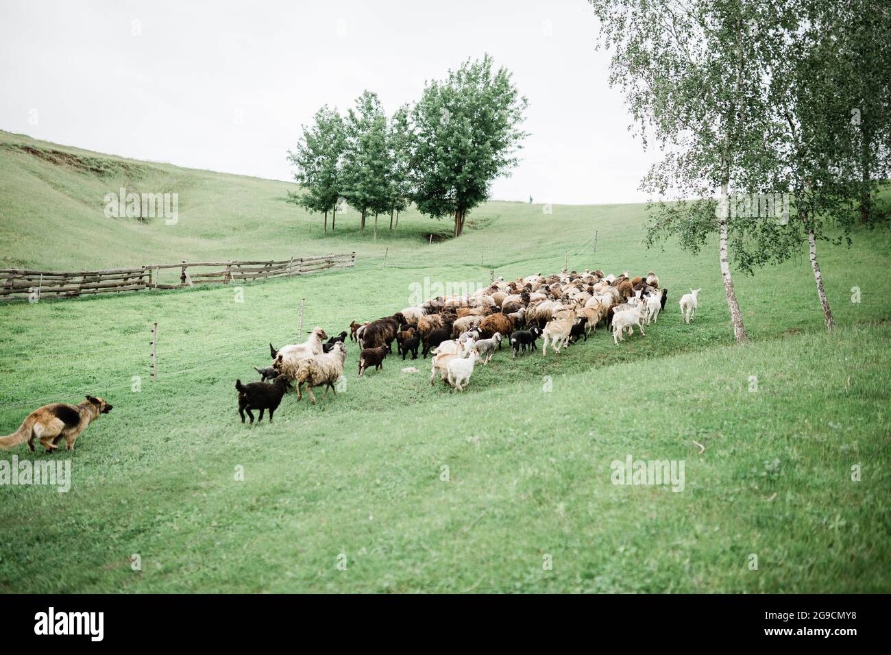 Sheep-dog, sheeps and goat on the farm Stock Photo - Alamy