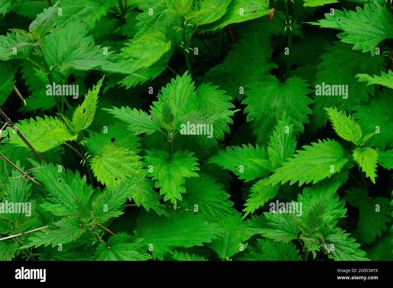 Nettle growing in the shade of the forest. Forest Stock Photo - Alamy