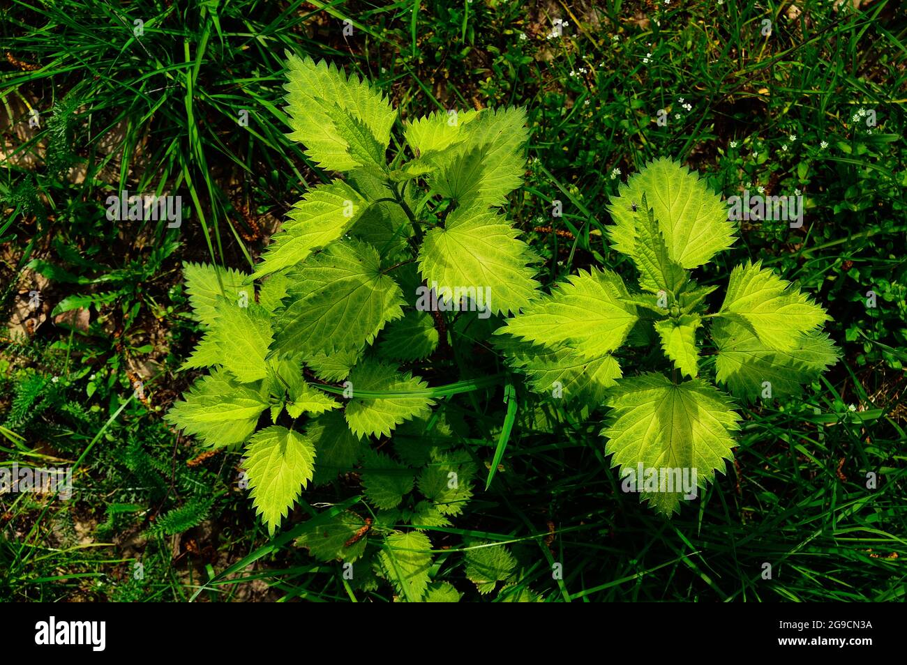 Nettle growing in the shade of the forest. Forest Stock Photo - Alamy