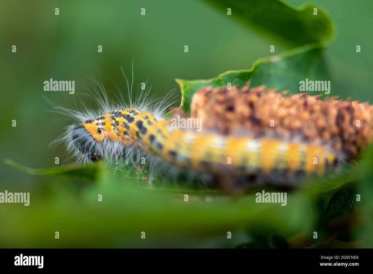 A macro shot of a vibrant yellow hairy caterpillar crawling on a green ...