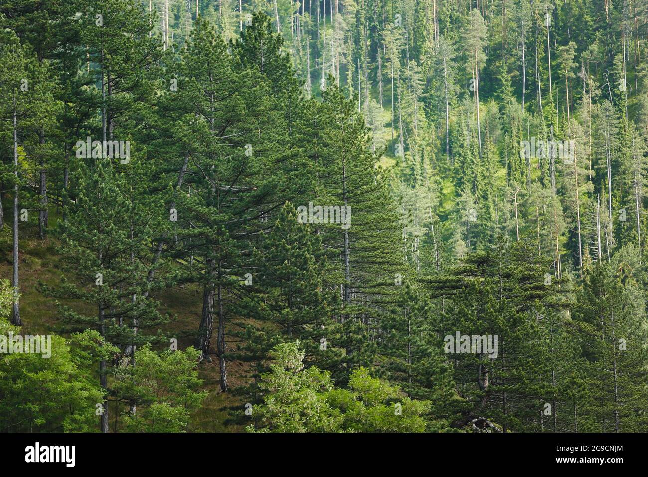 Pine Tree Forest In Summer. Beautiful Pine Forest On High Mountains ...