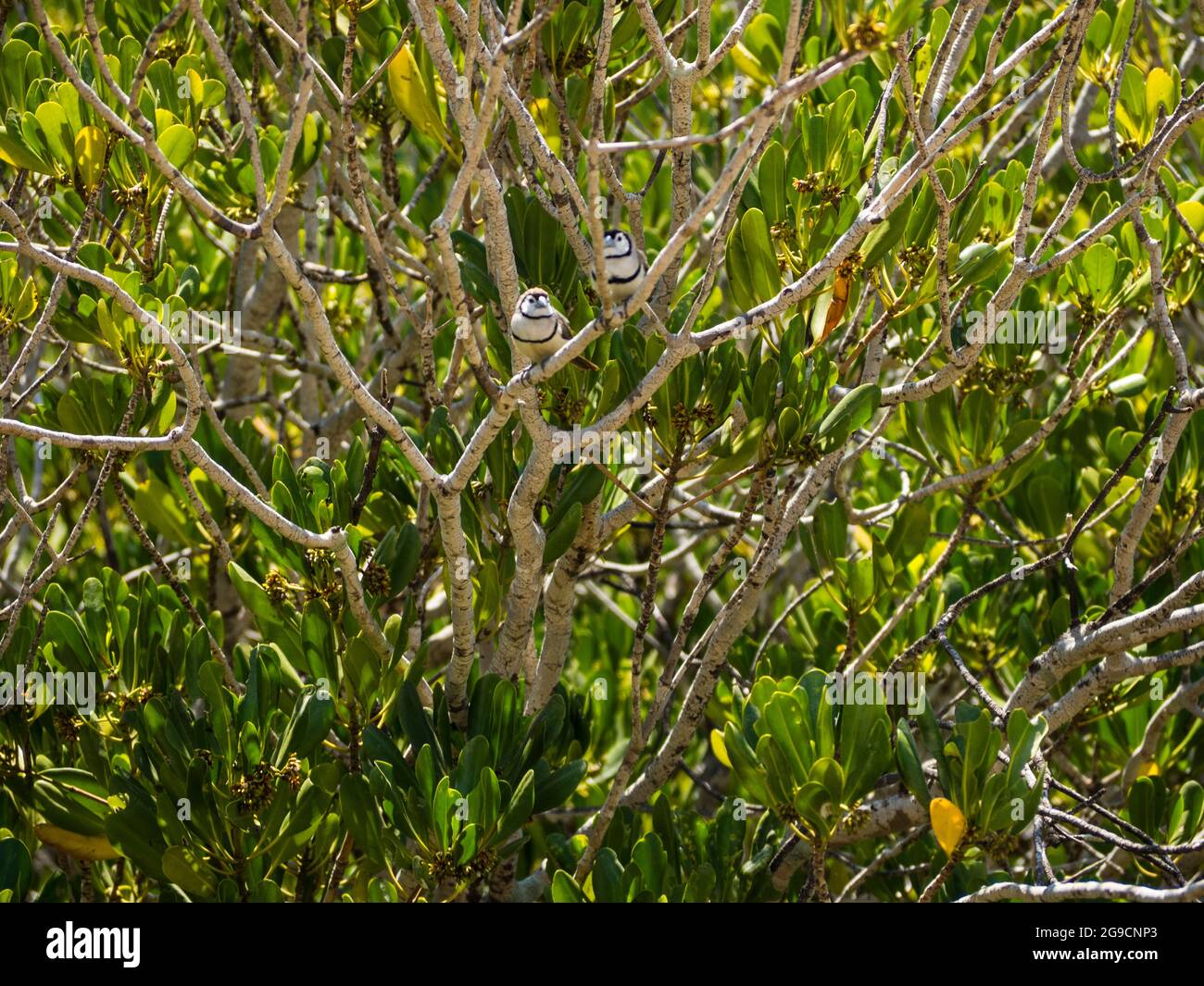 A pair of Double-Barred finches (Taeniopygia bichenovii) perched in a ...