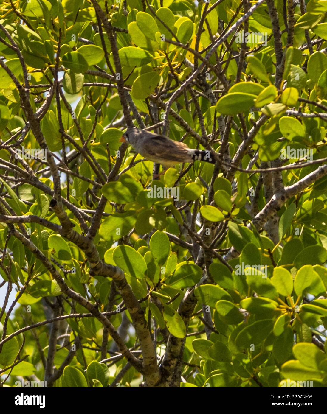 Zebra finch (Taeniopygia guttata), Willie Creek, Dampier Peninsula ...